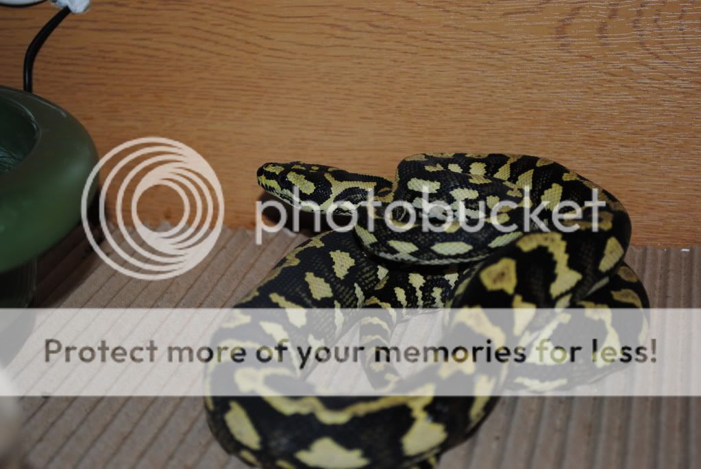 SW England - Hi-Yellow Female Jungle Carpet Python CB10 | Reptile Forums