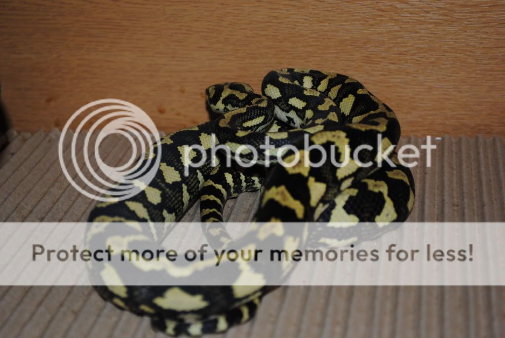 SW England - Hi-Yellow Female Jungle Carpet Python CB10 | Reptile Forums