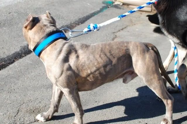 Muscular dogs Before and After | Go Pitbull Forums